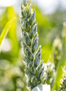 Hotto Purto - Multigrain With Purple Potato