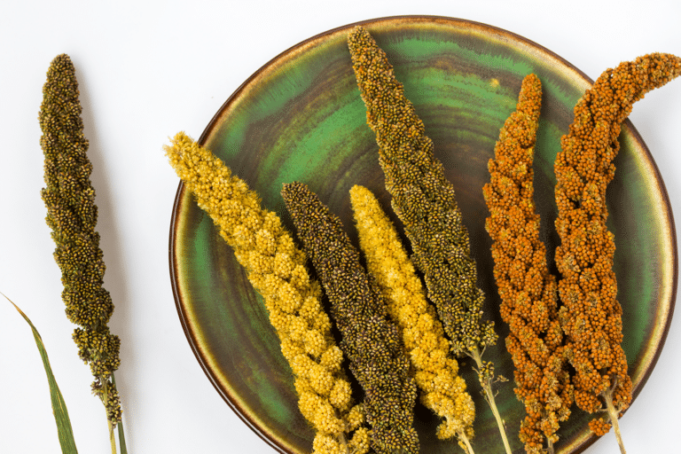 Millet: Pengertian, Nutrisi, Jenis Dan Manfaatnya