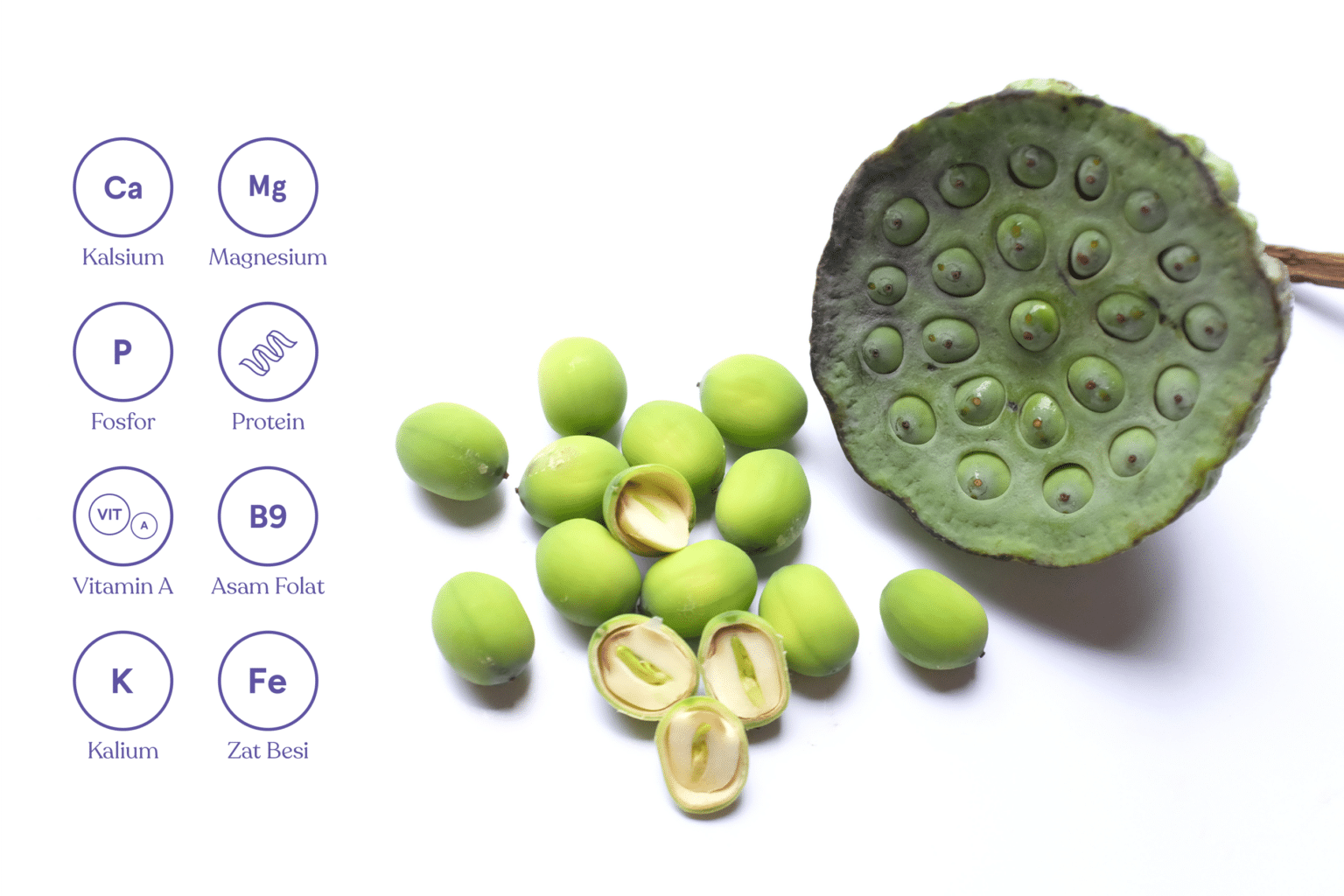 Biji Lotus: Kandungan, Manfaat Dan Karakteristiknya