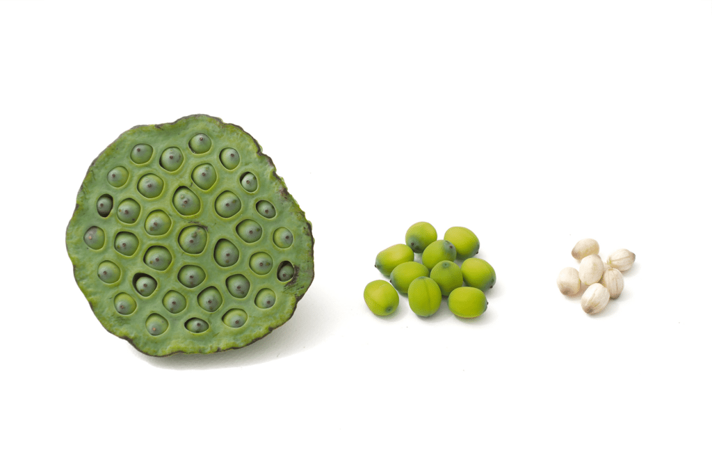 Biji Lotus: Kandungan, Manfaat Dan Karakteristiknya